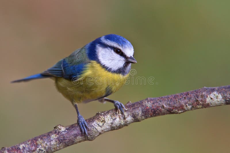 Blue tit, Parus caeruleus stock photo. Image of parus - 15458176