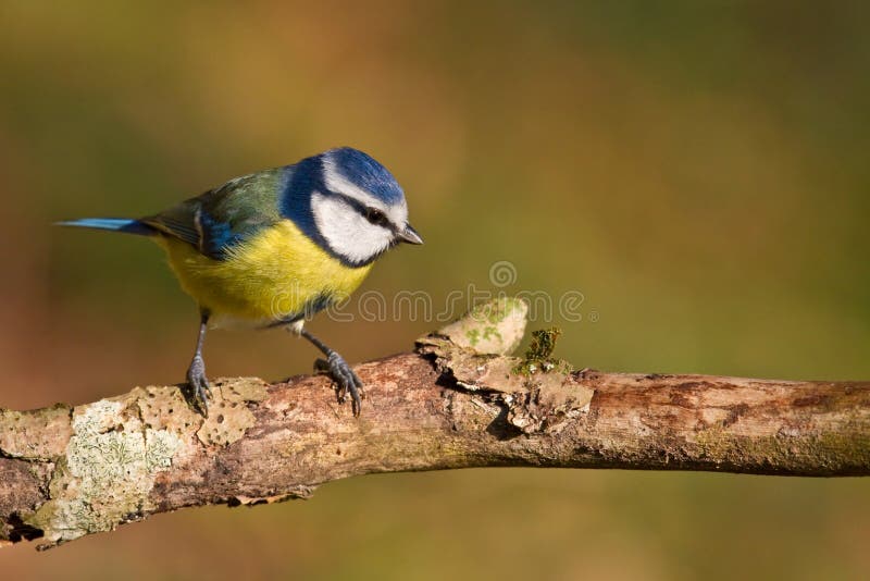 Blue tit, Parus caeruleus stock photo. Image of blue - 13187988
