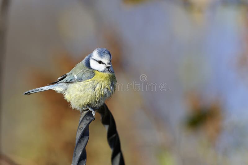 Blue tit, parus caeruleus stock image. Image of beautiful - 16733123