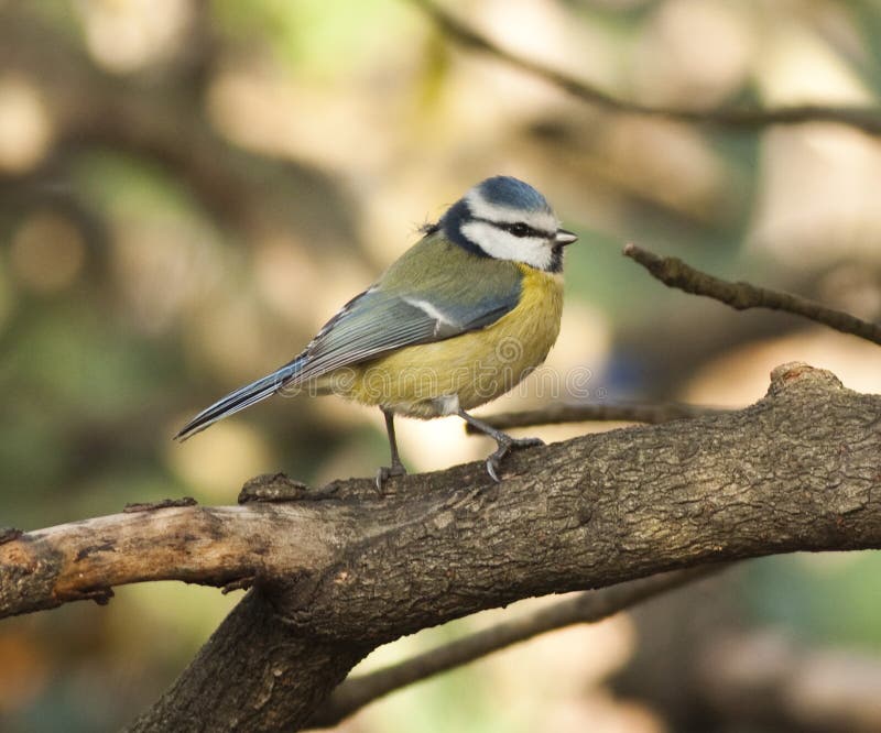 Blue Tit (Parus caeruleus) stock photo. Image of forest - 22104738