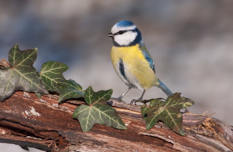 Blue tit, Parus caeruleus stock photo. Image of parus - 15458176