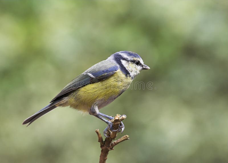 Blue Tit - Parus caeruleus stock photo. Image of nature - 7712048