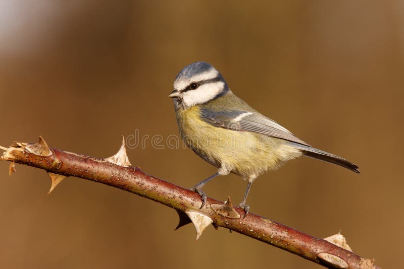 Blue tit, Parus caeruleus stock photo. Image of parus - 15458176