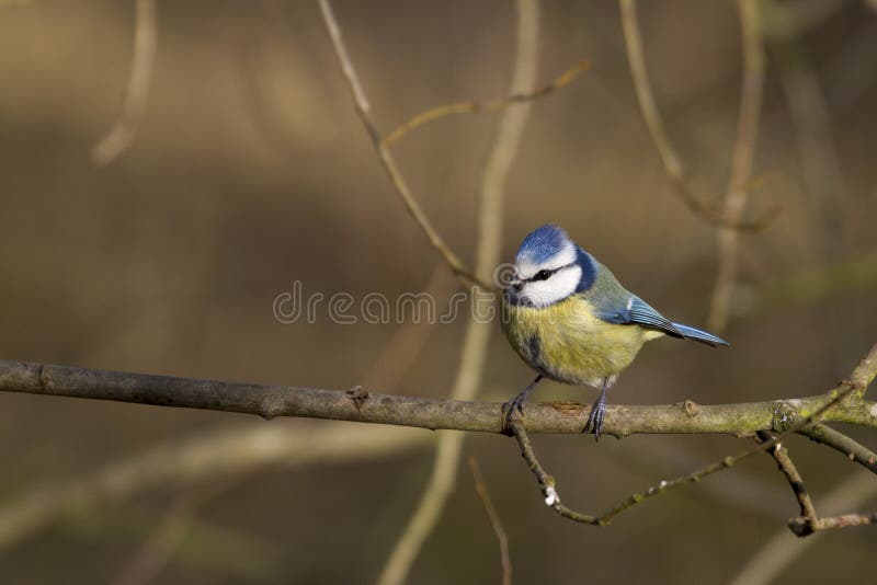 Blue Tit (Parus caeruleus) stock photo. Image of beautiful - 13700418
