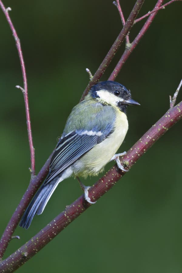 Blue Tit (Parus caeruleus) stock photo. Image of beautiful - 13700418