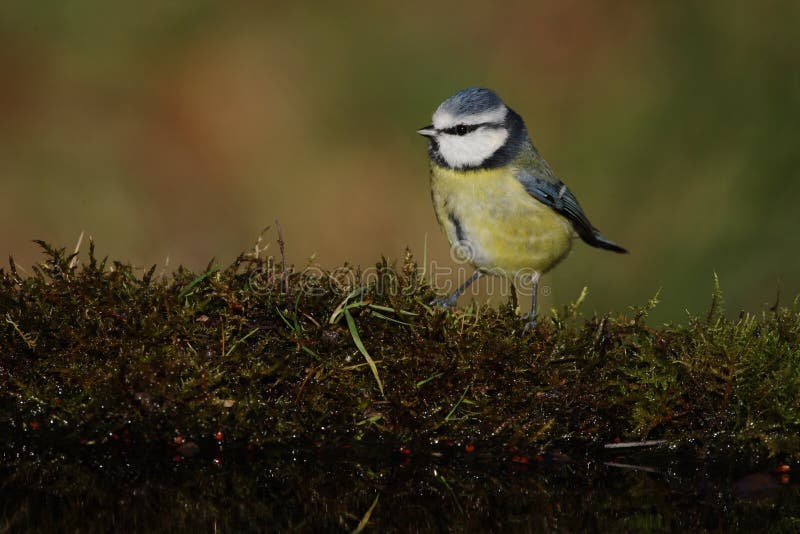 Blue tit, Parus caeruleus stock image. Image of urban - 32809711
