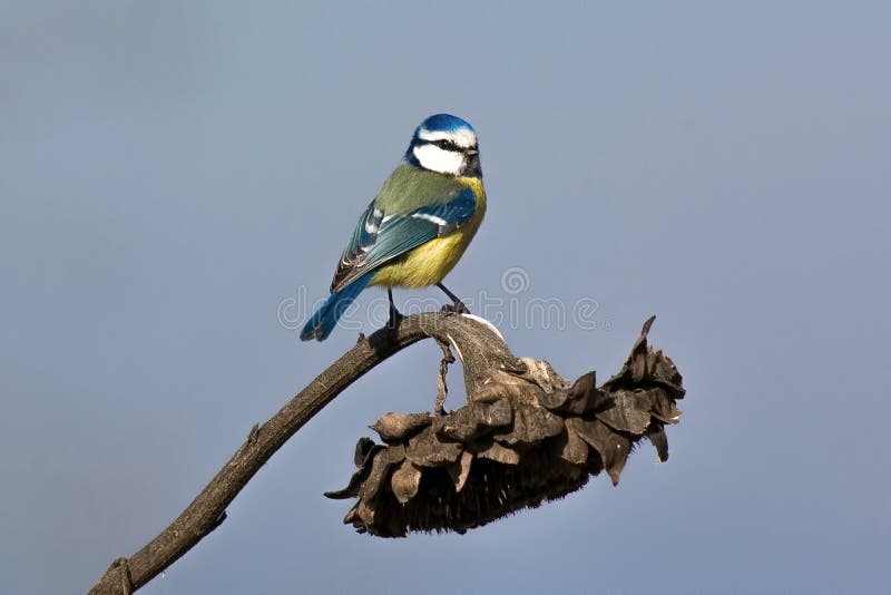 Blue Tit Parus Caeruleusresting on Dry Sunflower Stock Photo - Image of ...