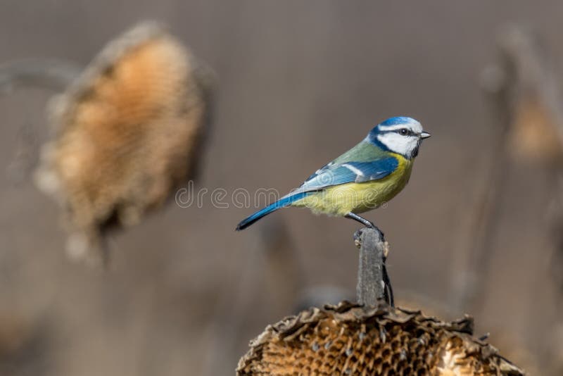Blue Tit Parus Caeruleusresting on Dry Sunflower Stock Photo - Image of ...
