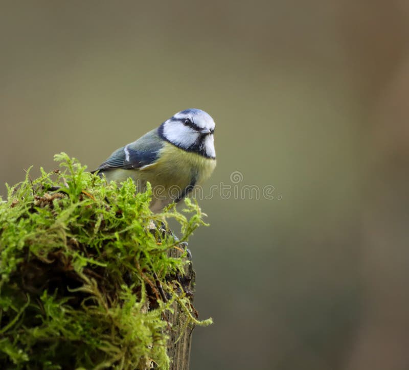 Blue Tit Mossy Tree Stump Stock Photos - Free & Royalty-Free Stock ...