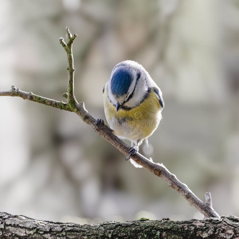 Blue Tit Perched on a Slender Tree Branch Stock Image - Image of small ...