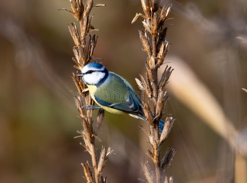 Blue Titmouse on Tree stock photo. Image of leaves, bright - 367102044