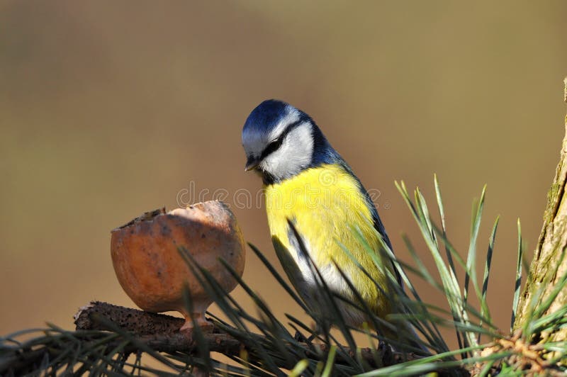 Blue tit with poppy head stock photo. Image of bird, grass - 12297288