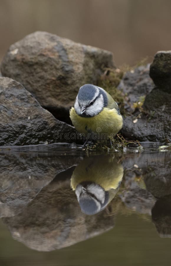 Blue Tit at the Reflection Pool Stock Image - Image of bird, reflection ...