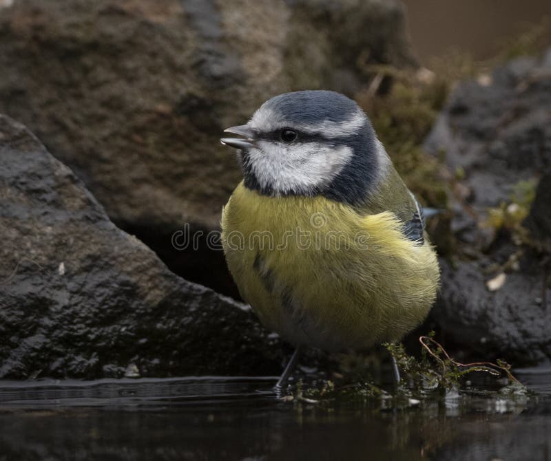 Blue Tit at the Reflection Pool Stock Image - Image of winter ...