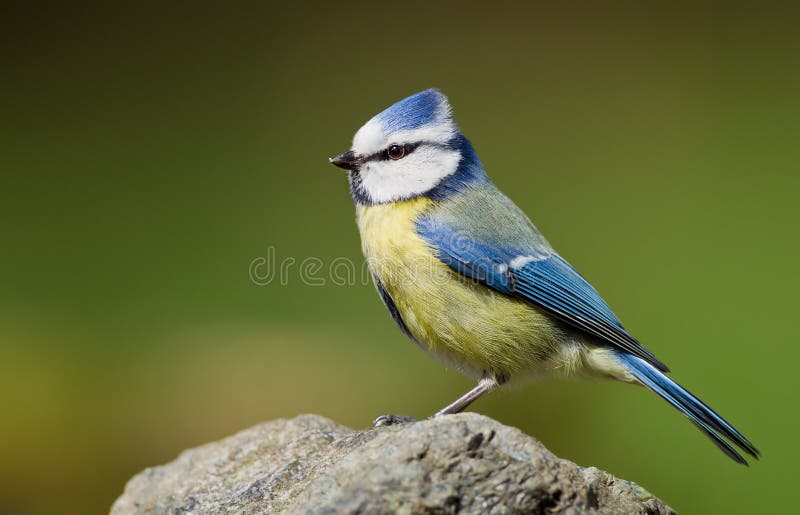 Blue tit stock photo. Image of head, life, brown, color - 30845470
