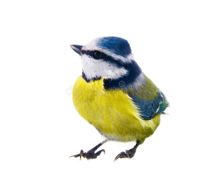 Blue titmouse bird stock image. Image of fatten, wood - 7809809