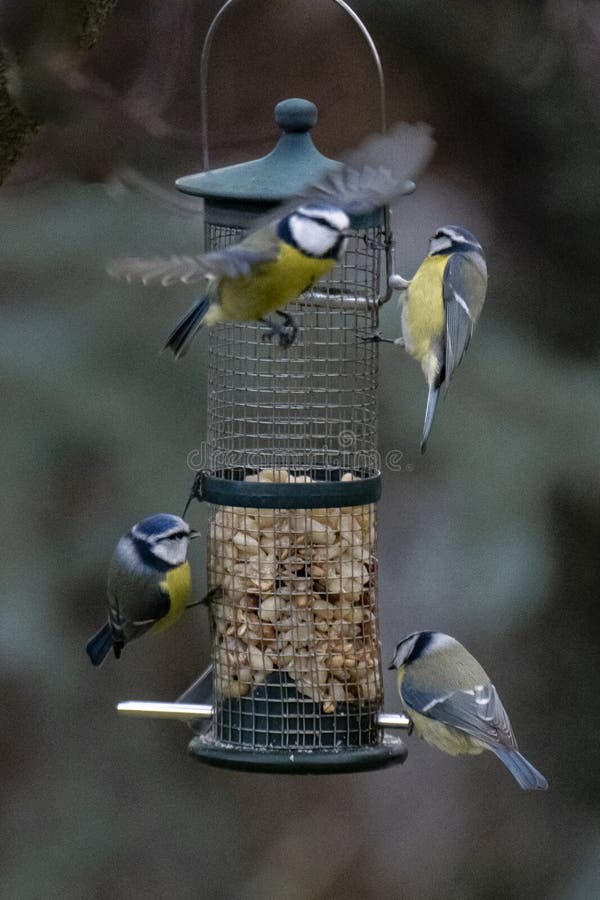 Blue Tits are Picking Bird Seed at the End of the Day Stock Photo ...