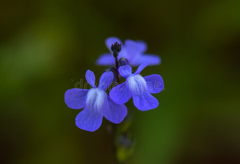 Blue Toadflax Linaria Canadensis Stock Photos - Free & Royalty-Free ...