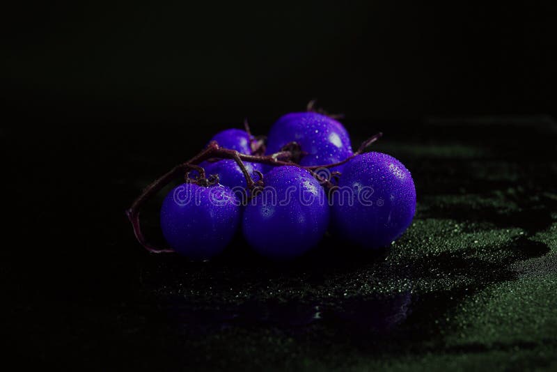 Blue tomato stock image. Image of fresh, healthy, nature - 76379481