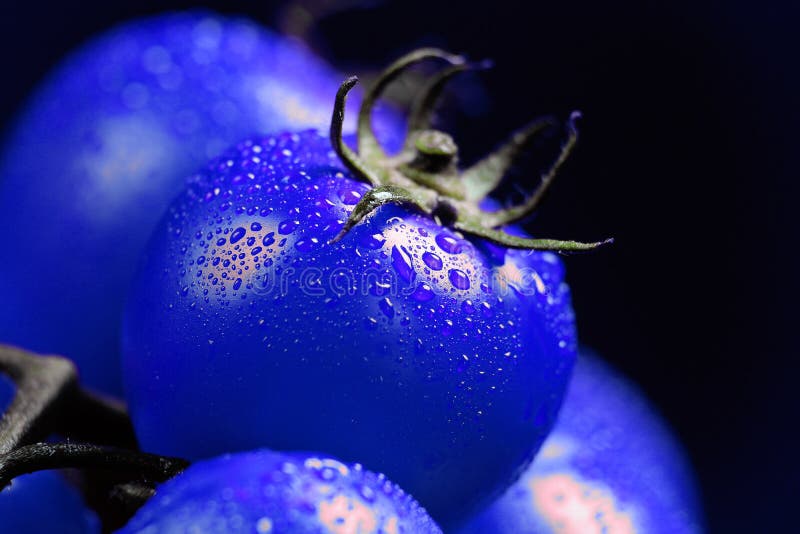 Blue Tomatoes stock image. Image of blue, strange, color - 16539077