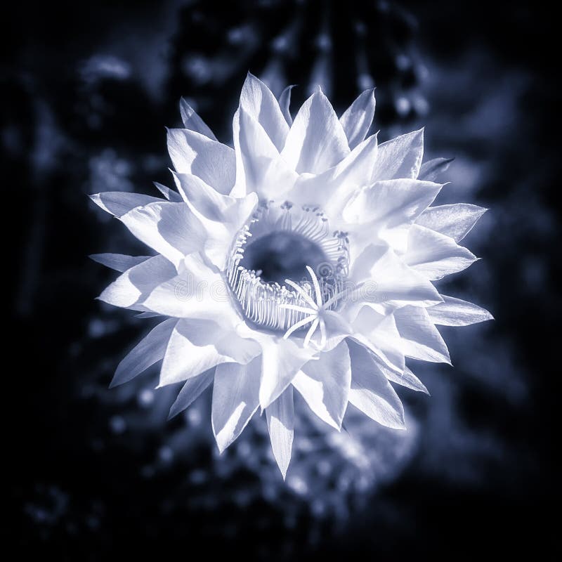 Blue Toned Cactus Flower in Bloom Stock Photo - Image of color, close ...