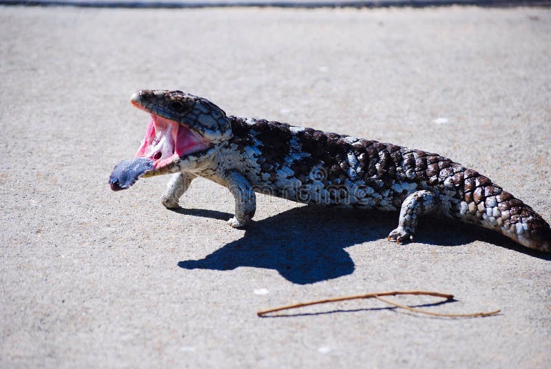 Snapper stock image. Image of underwater, snapper, ecosystem - 16706723