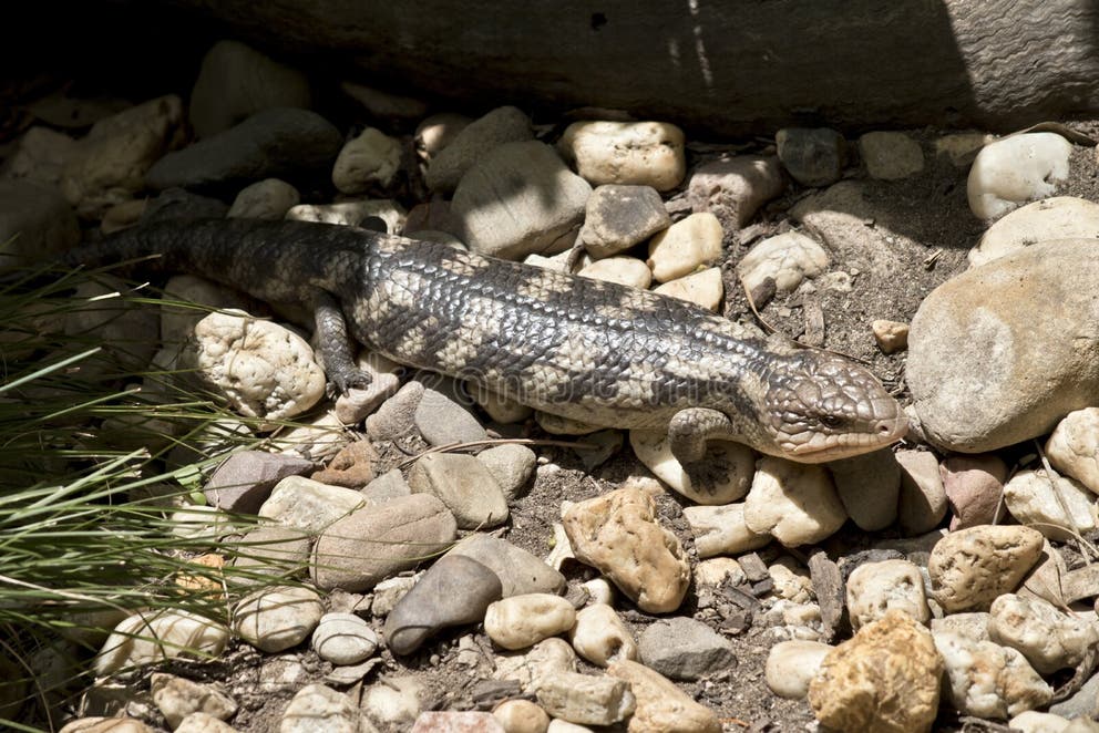 Blue tongue lizard stock photo. Image of pebbles, tongue - 108020940