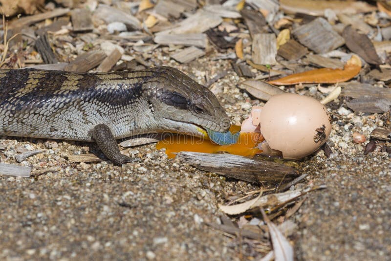 Hungry Lizzard Stock Photos - Free & Royalty-Free Stock Photos from ...