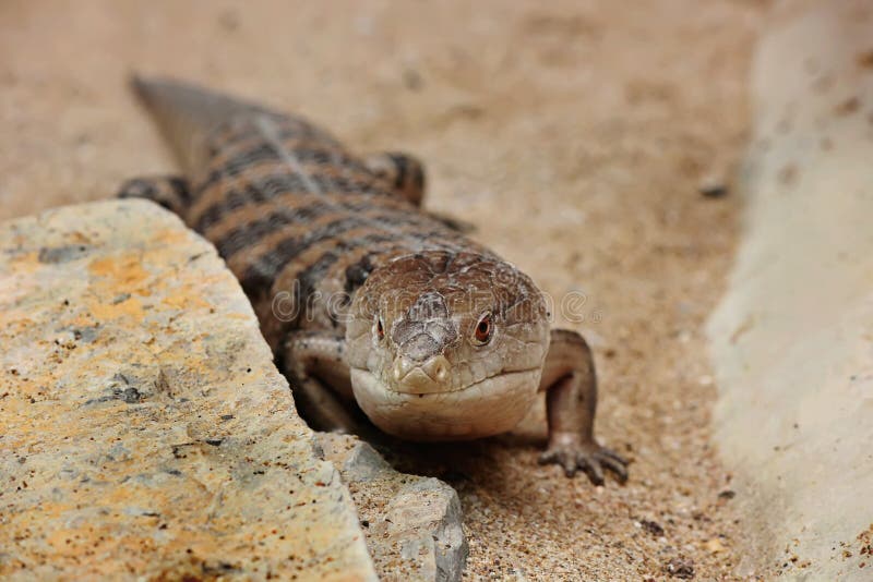 Bengal monitor stock photo. Image of beardies, isolated - 38911892