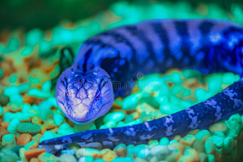 Bluey Crawling Clipart Stock Photos - Free & Royalty-Free Stock Photos ...