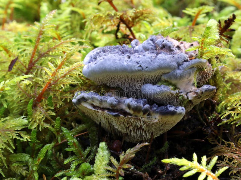 Blue Fungus stock image. Image of woods, blue, grey, interesting - 2359307