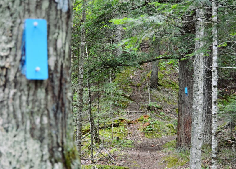 Blue Trail Blazes stock image. Image of nature, walking - 246581533