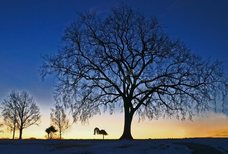Blue tree stock image. Image of environment, early, tree - 1039767