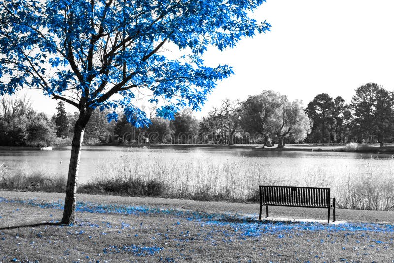 Blue Tree Above an Empty Bench in a Black and White Landscape Scene ...