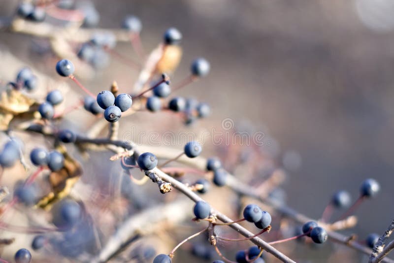 Blue tree berry abstact stock image. Image of berry, blue - 13337071