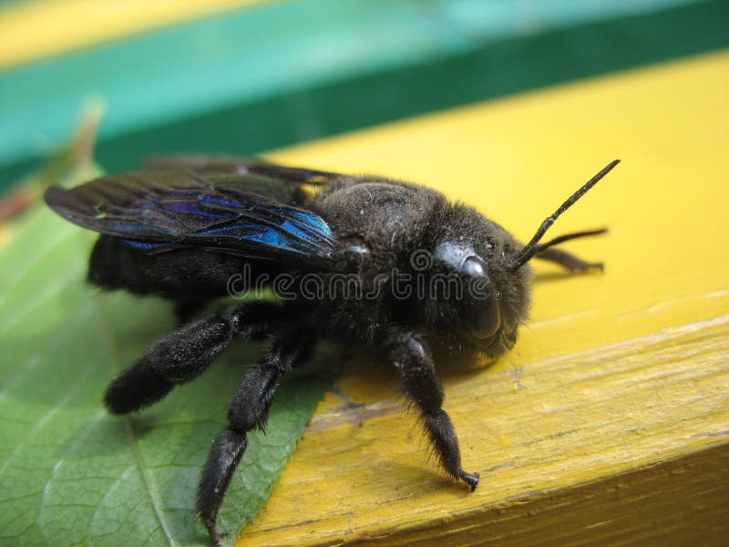 Blue Tree Bumblebee on the Bench Stock Image - Image of yellow, beetle ...