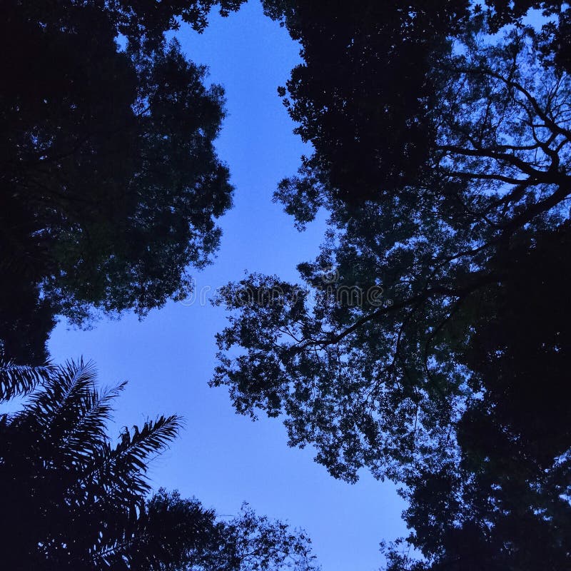 Blue tree green plank stock photo. Image of tree, green - 277933814