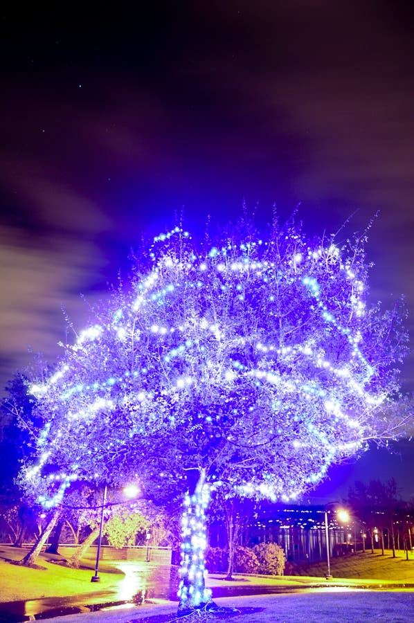Blue tree illuminated stock image. Image of lake, backgrounds - 17442729