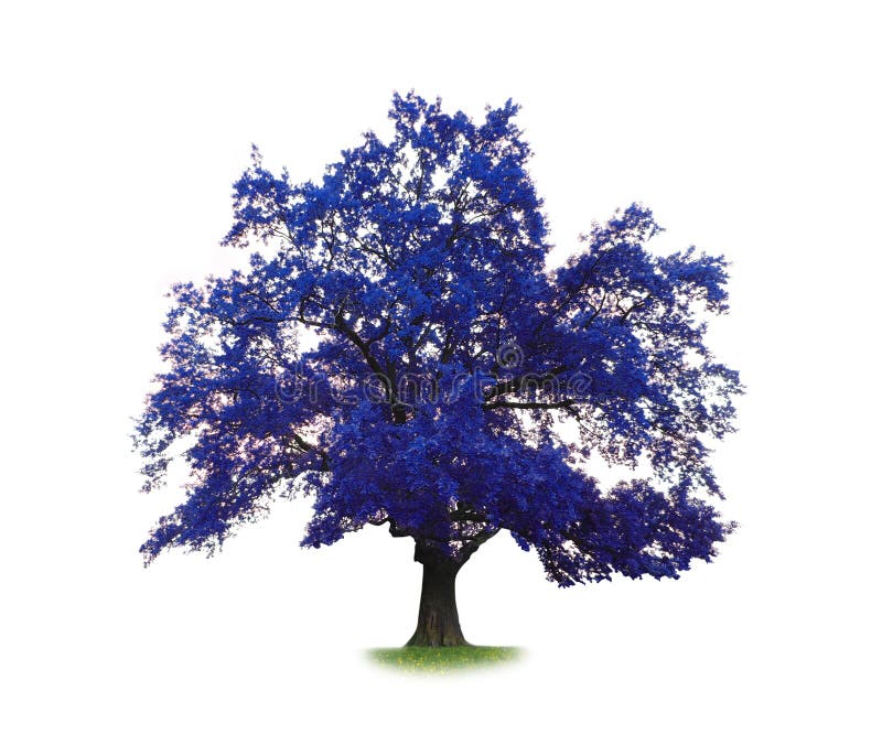 Blue tree isolated stock photo. Image of plant, isolated - 93820876