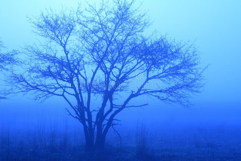Blue Tree in Mist stock image. Image of landscape, lonely - 12525743