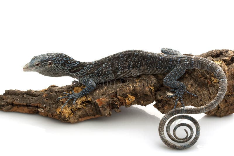 Blue Tree Monitor Lizard stock photo. Image of nature - 9854614
