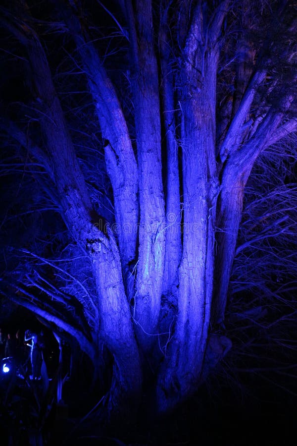 Blue Tree of the Night in Canberra Stock Photo - Image of candel ...