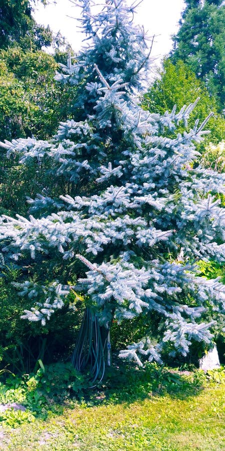 Blue Tree stock photo. Image of tree, gorgeous, blue - 130991088