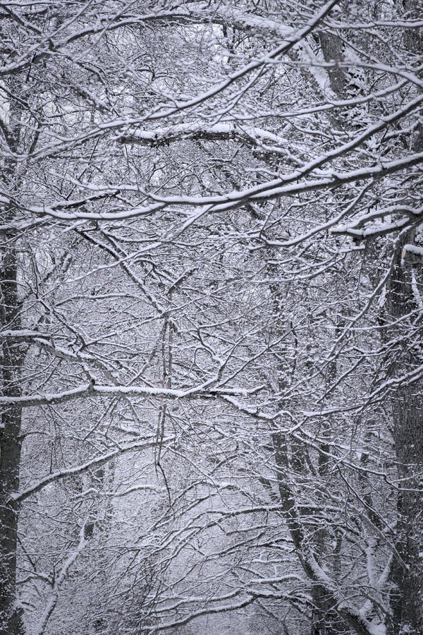 Blue trees stock photo. Image of nature, beauty, frozen - 17583756