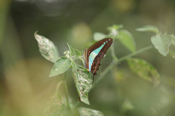 Blue Triangle Butterfly in Australia Stock Photo - Image of garden ...