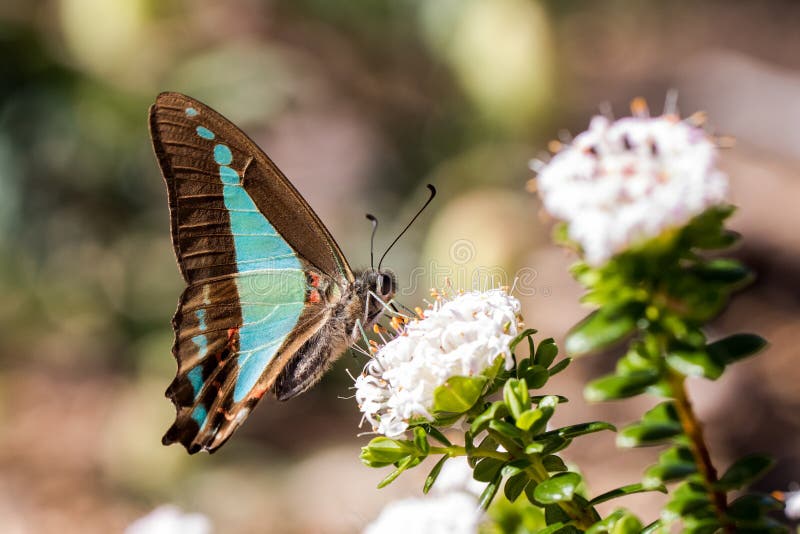155 Blue Triangle Butterfly Stock Photos - Free & Royalty-Free Stock ...