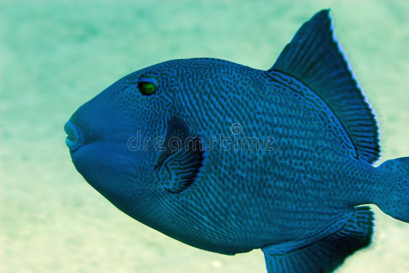Blue triggerfish stock image. Image of coral, blue, fish - 10294577