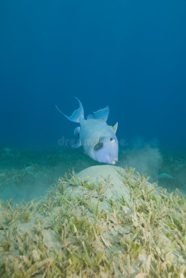 Blue Jaw Triggerfish stock image. Image of reef, pacific - 104280417