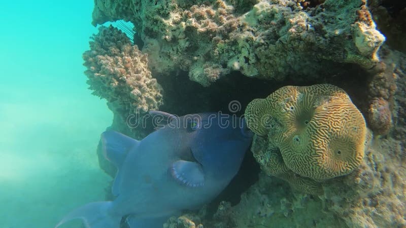 Blue Triggerfish on Coral Reef in Red Sea Stock Video - Video of ...