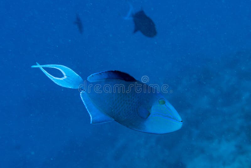 Blue Triggerfish while Diving Maldives Stock Photo - Image of exotic ...